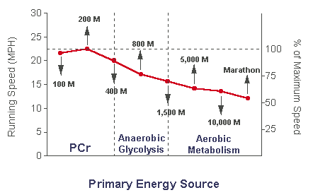 Energy Supply for Muscle – The Nicholas Institute of Sports Medicine ...