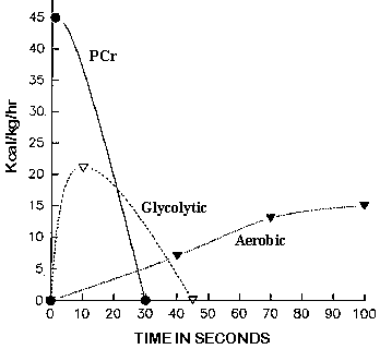 Muscle Physiology Primer – The Nicholas Institute of Sports Medicine ...